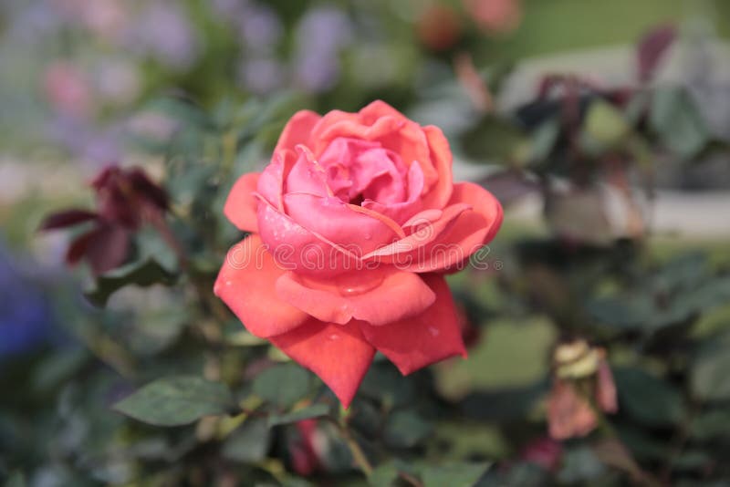 A Bright Red Rose and Young Flowers Stock Photo - Image of romance ...
