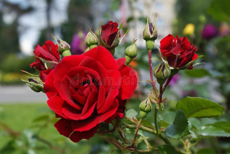 Bright red roses stock image. Image of flower, bush, color - 73538807