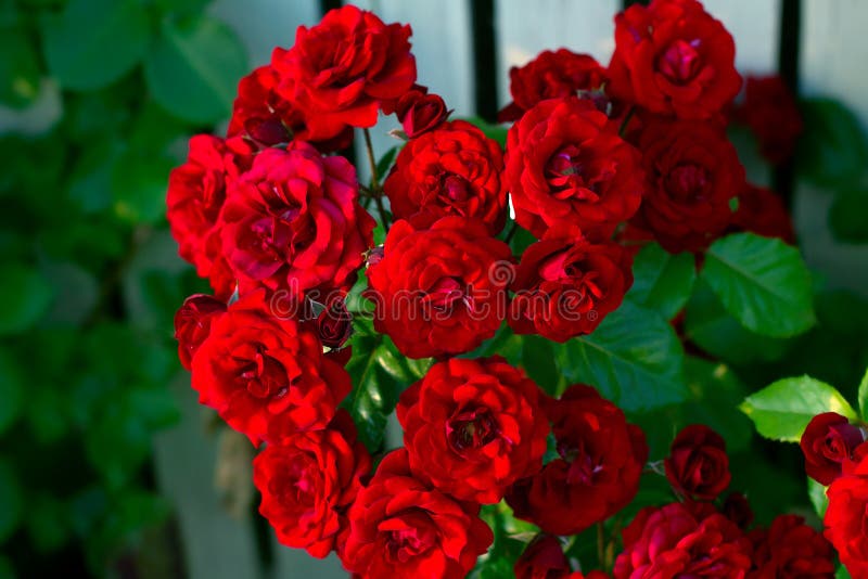 Bright red roses stock photo. Image of greeting, marriage - 178759266