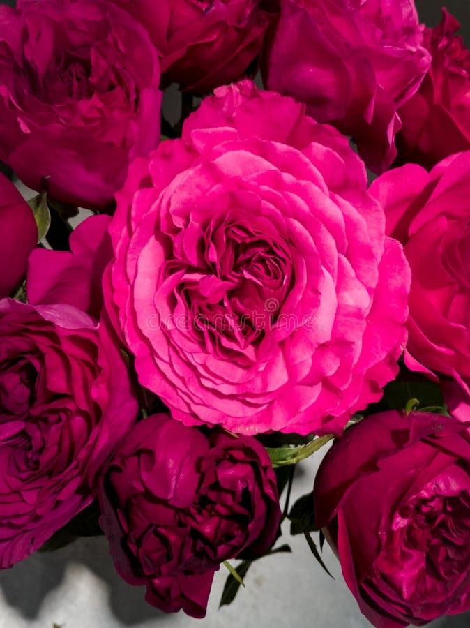 Bright Red Roses of a Rare Kind of Close-up Stock Image - Image of kind ...
