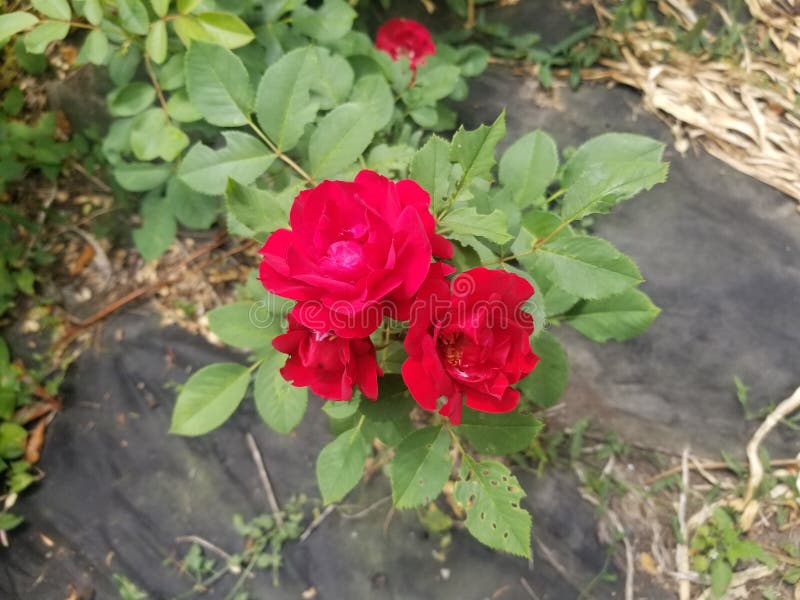 Bright Red Roses stock image. Image of wildflower, plant - 252849137