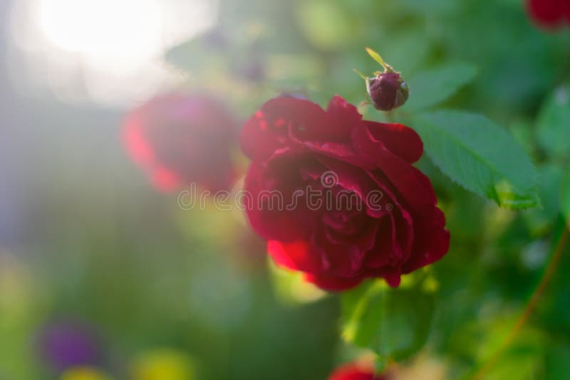 Bright Red Roses in a Rustic Garden on a Sunset Background Stock Image ...
