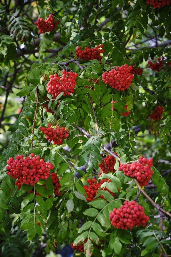 Bright Red Rowan Berry and Green Foliage Stock Image - Image of forest ...