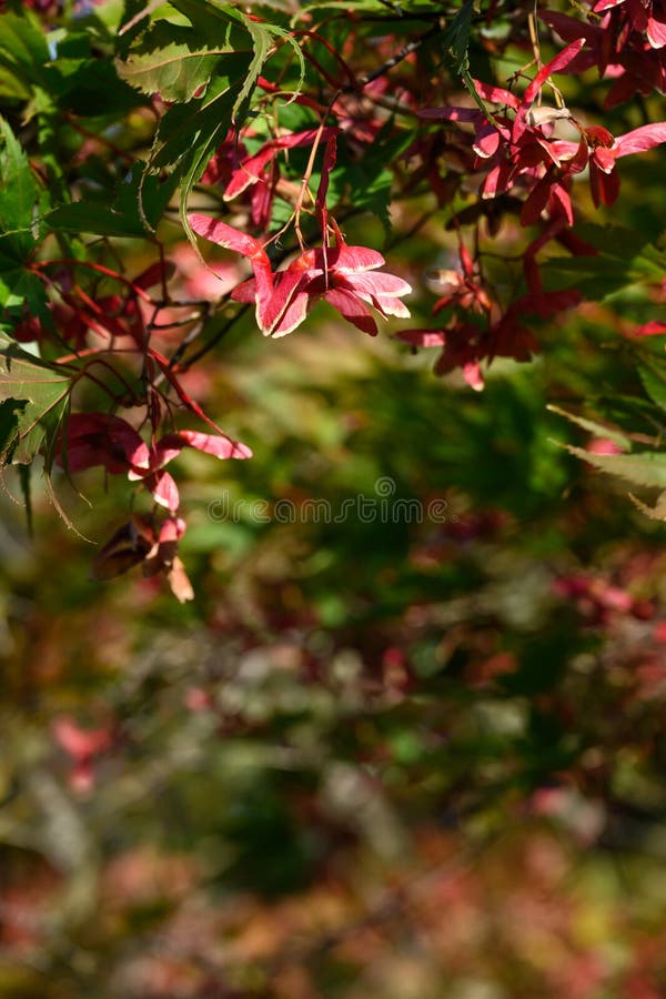 Bright Red Seed Pod Whirligigs in Closeup on a Maple Tree, Highlighted ...