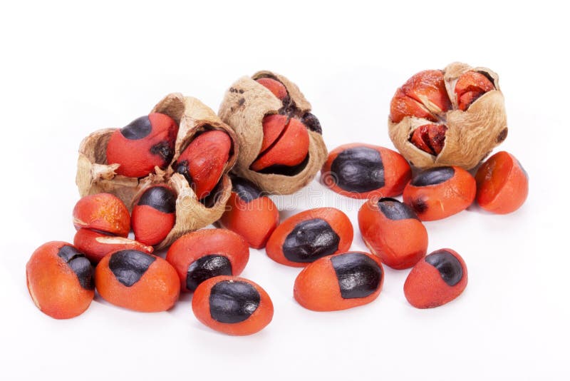 Mahogany Tree Seed Pods Stock Photos - Free & Royalty-Free Stock Photos ...