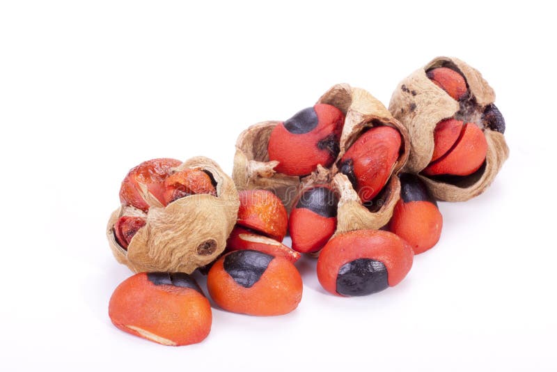 Mahogany Tree Seed Pods Stock Photos - Free & Royalty-Free Stock Photos ...