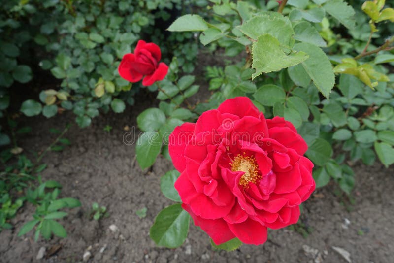 Bright Red Semi-double Flower of Rose in May Stock Photo - Image of ...