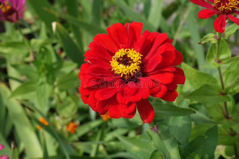 Bright Red Semi-double Flower of Zinnia Elegans in September Stock ...