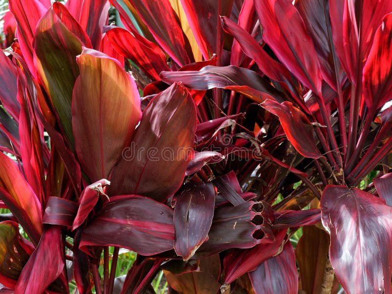 Bright Red Shrub Leaves stock photo. Image of shrub, back - 66325162