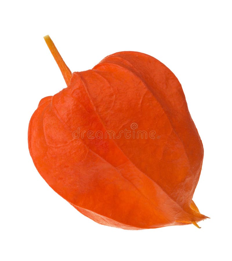 A Single Red Flower in Natural View with Tea Tree Under Sun Light As ...