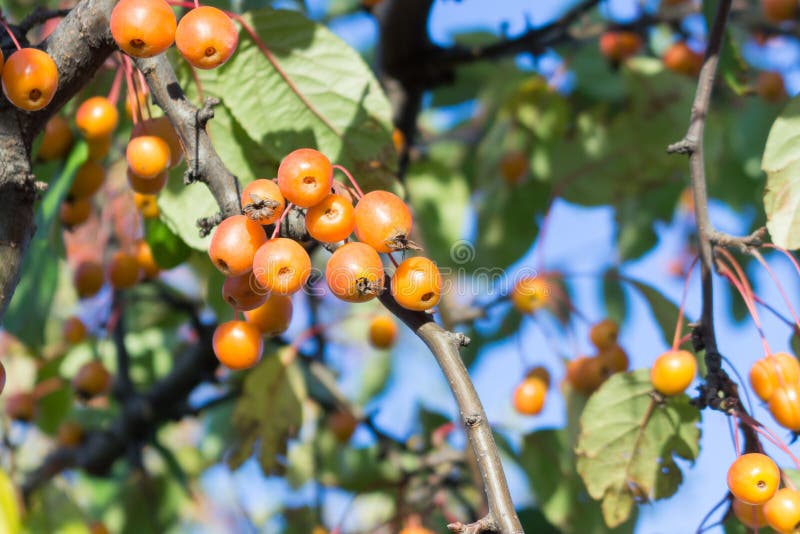 Bright Red Apples on a Decorative Apple Tree in the Park. Stock Image ...