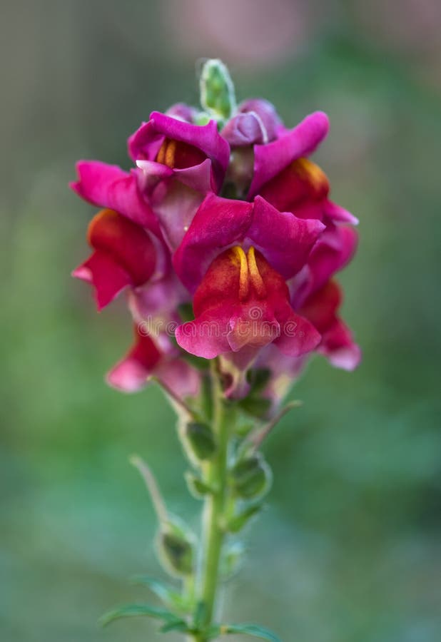 Bright red snapdragon stock photo. Image of blossom - 147580248