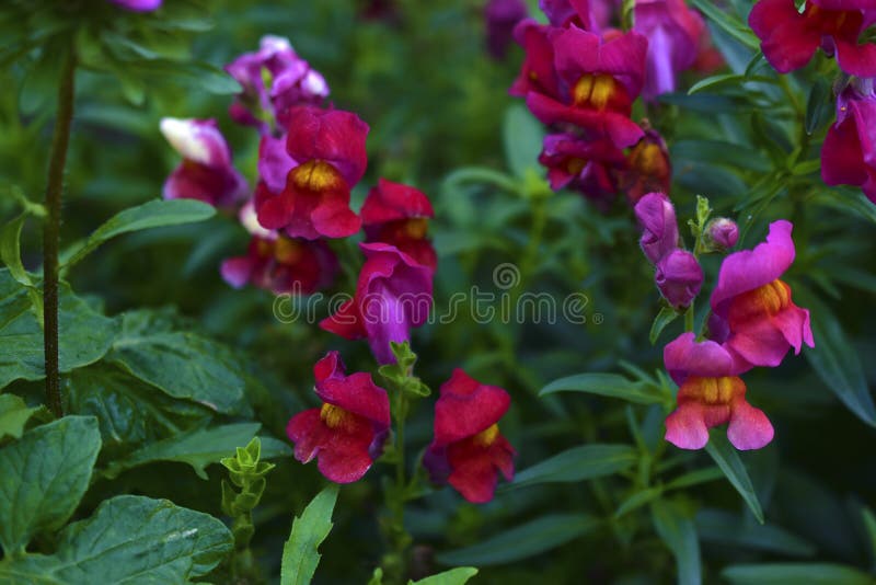 230 Reproduction Types Stock Photos - Free & Royalty-Free Stock Photos ...