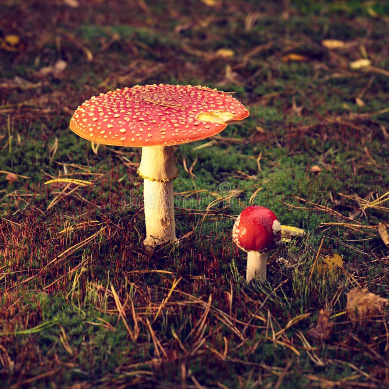 Bright Red Spotted Fly Agaric Stock Image - Image of mushrooms, needles ...