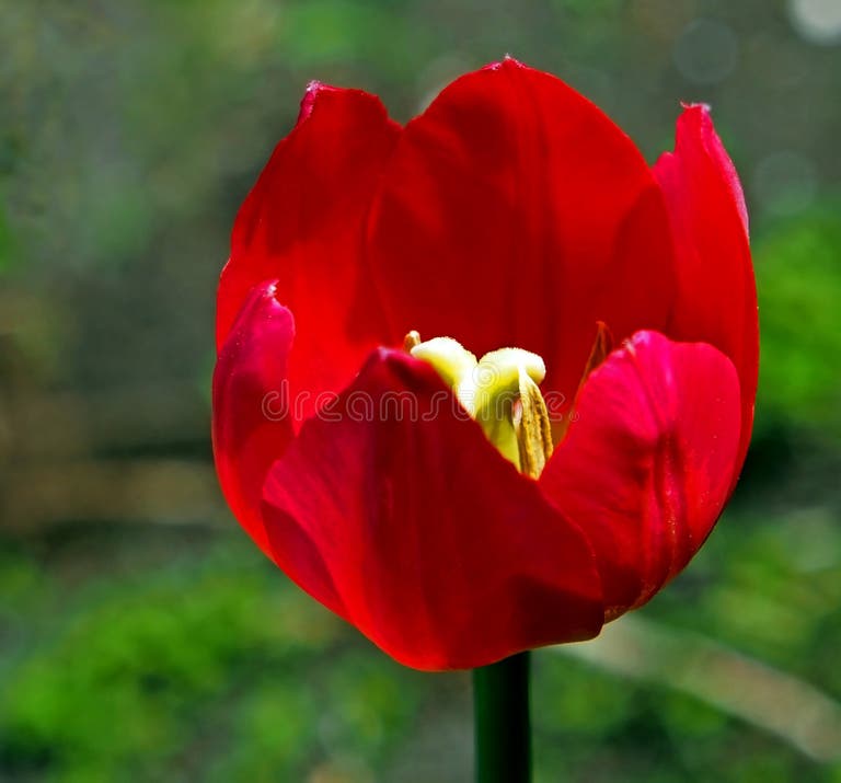 Bright Red Spring Tulip Bloomed Stock Image - Image of freshness ...