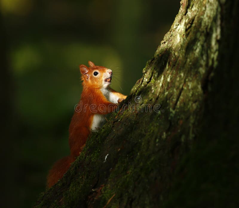 Bright Red Squirrel Climbing Up a Tree in the Forest Stock Photo ...
