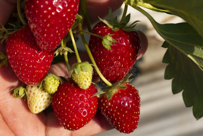 Bright Red Strawberry Collected, from Fresh Gardens Stock Photo - Image ...