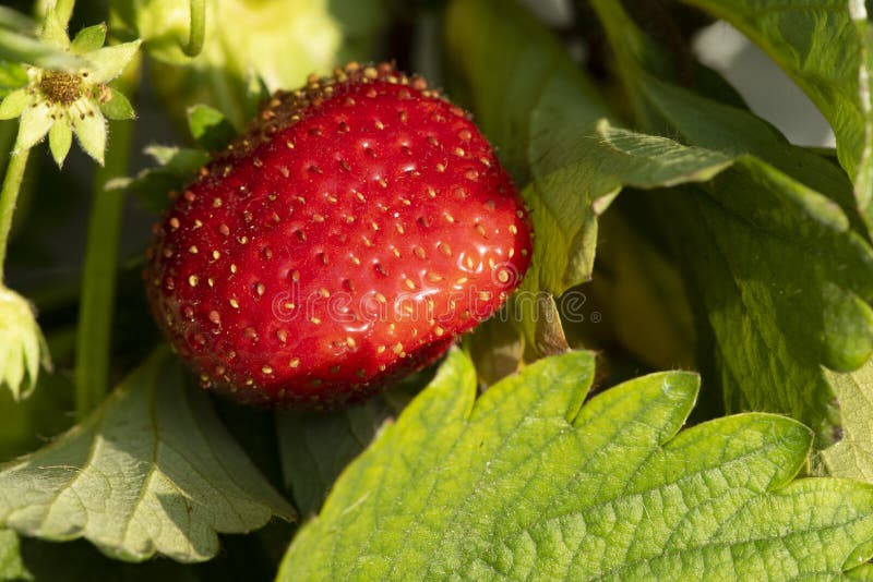 Bright Red Strawberry Collected, from Fresh Gardens Stock Image - Image ...