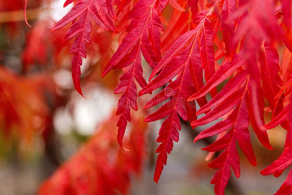 Bright Red Sumac Leaves in Autumn. Stock Photo - Image of background ...
