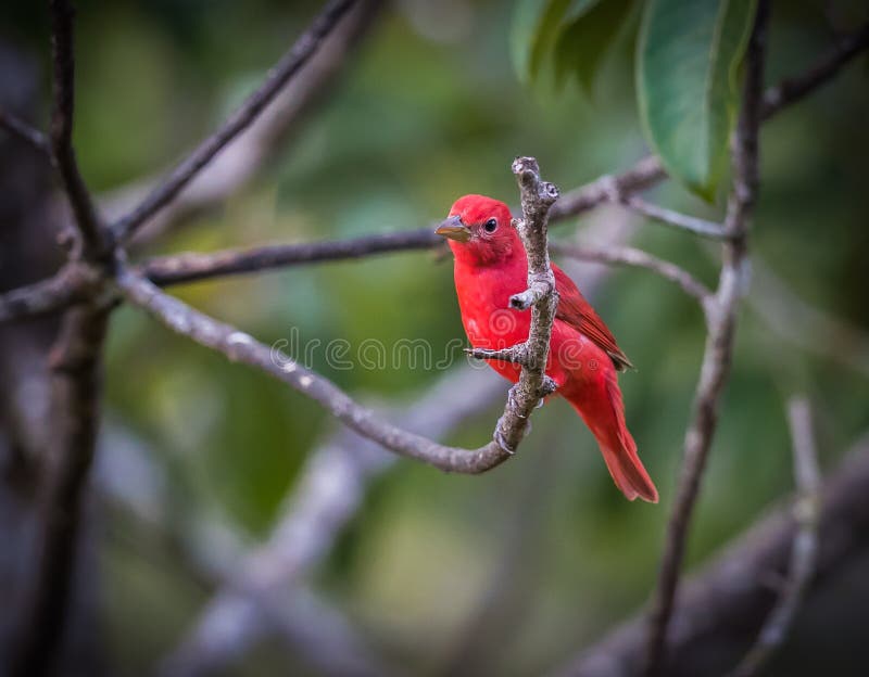 Summer Tanager, Piranga Rubra, Red Bird In The Nature Habitat. Tanager ...