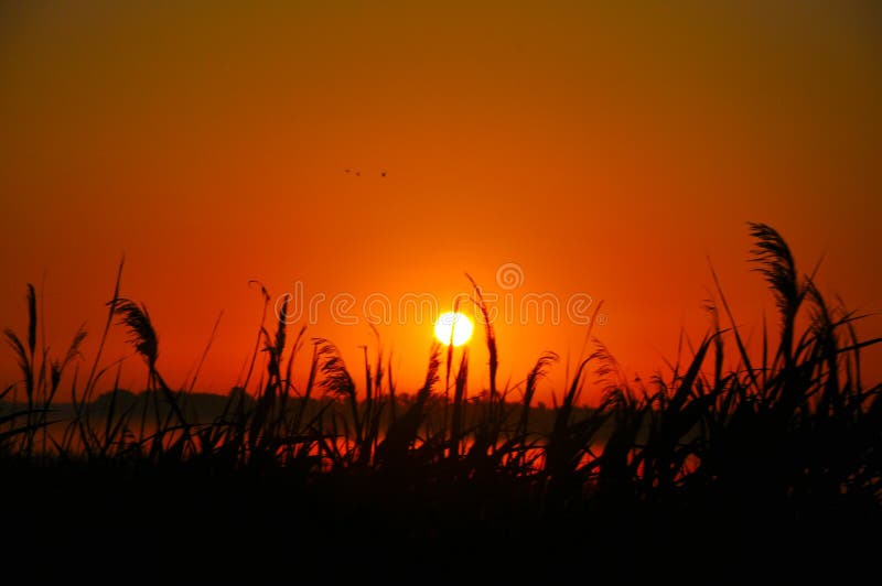 Bright Red Sunrise in the Field Stock Photo - Image of bright, field ...