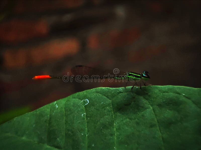 Bright Red Tailed Dragonfly Stock Photo - Image of green, bright: 298453042
