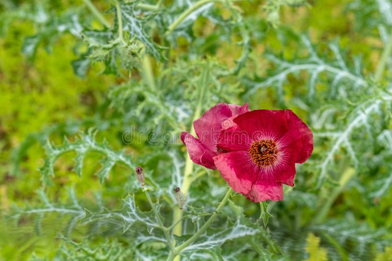 Bright Red Thistle Flower in Natural Setting Stock Image - Image of ...