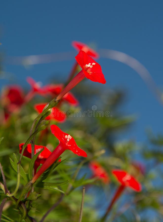 Bright Red, Tiny Flower of Cardinal Climber Stock Photo - Image of ...