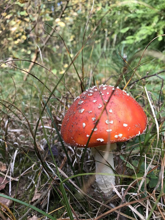 Toadstool 1 stock photo. Image of bright, agaricomycetes - 101402286