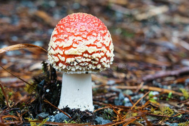 Toadstool with Bright Red Cap Stock Photo - Image of witchcraft ...