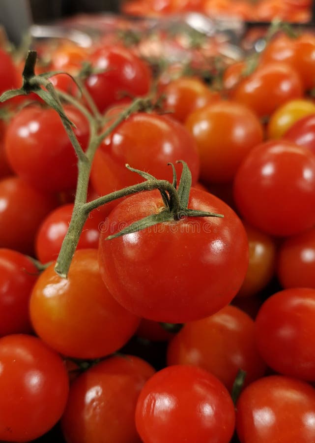 Bright red tomatoes stock photo. Image of berry, tomato - 179022924