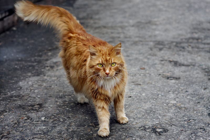Tomcat walking on fence stock image. Image of striped - 54996897
