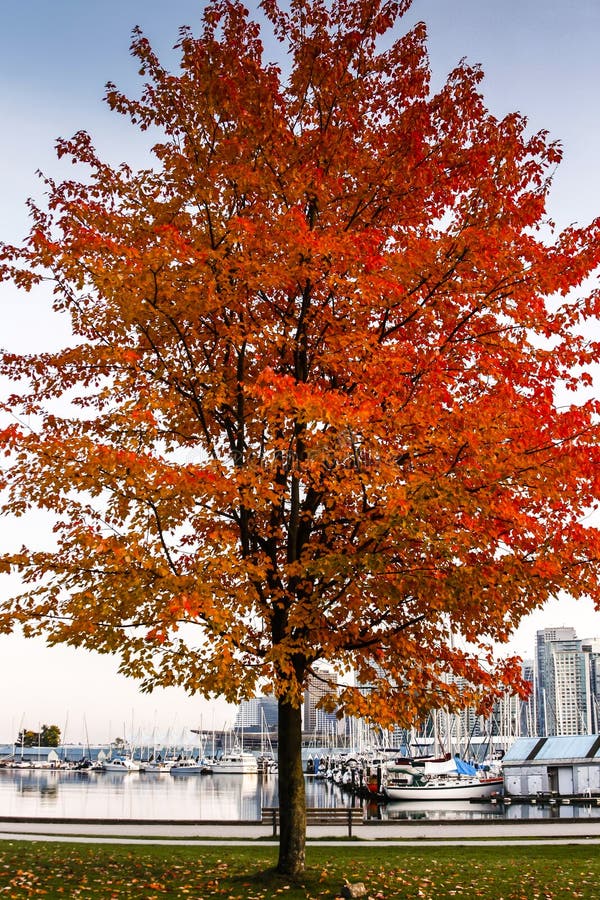Bright red tree in autumn stock photo. Image of nature - 140456768
