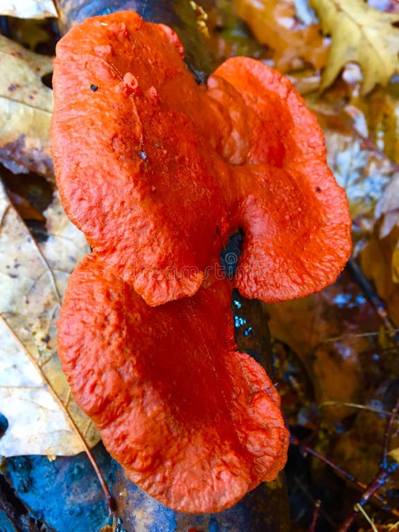 Bright Red Tree Conch in the Fall Stock Image - Image of ground, conch ...