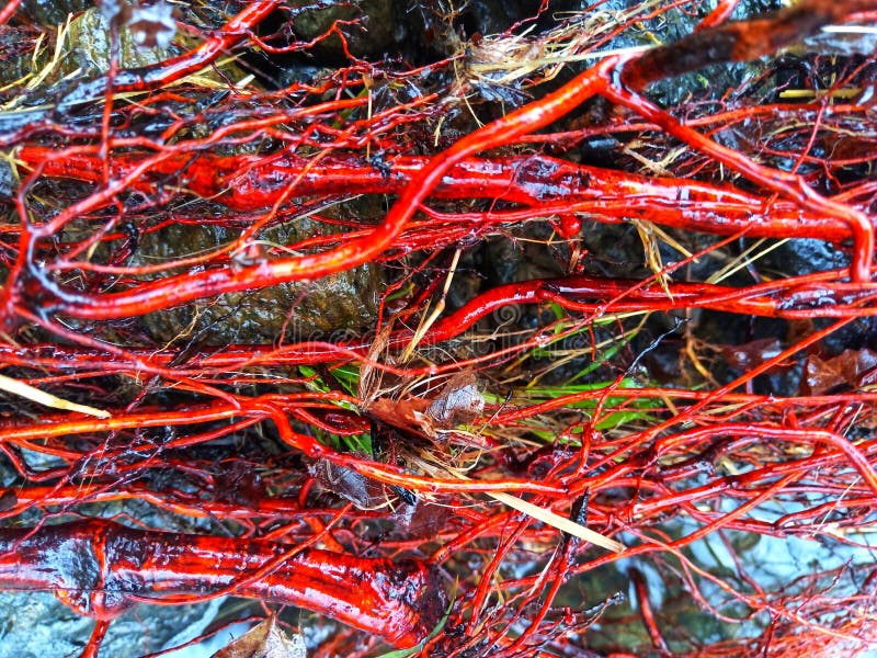 Abstract Nature. Red Tree Rot. Background Nature. Stock Photo - Image ...