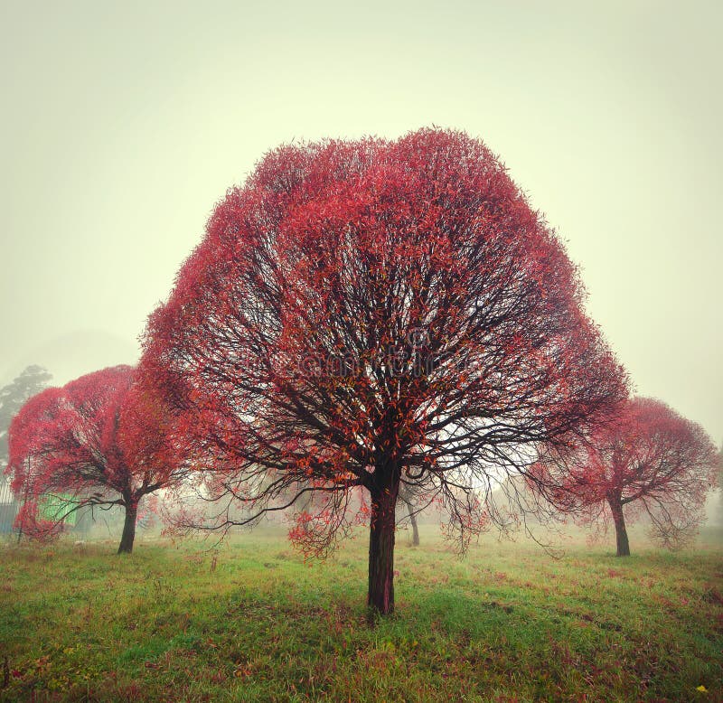 Bright Red Tree Stands in the Fog in Autumn Stock Photo - Image of ...