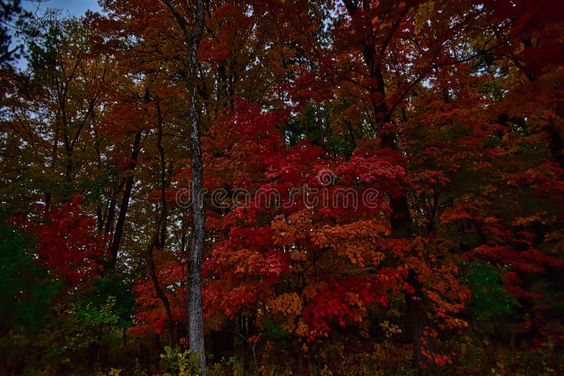 Bright Red Trees at the Uw Arboretum in Fall in Madison Wisconsin Stock ...