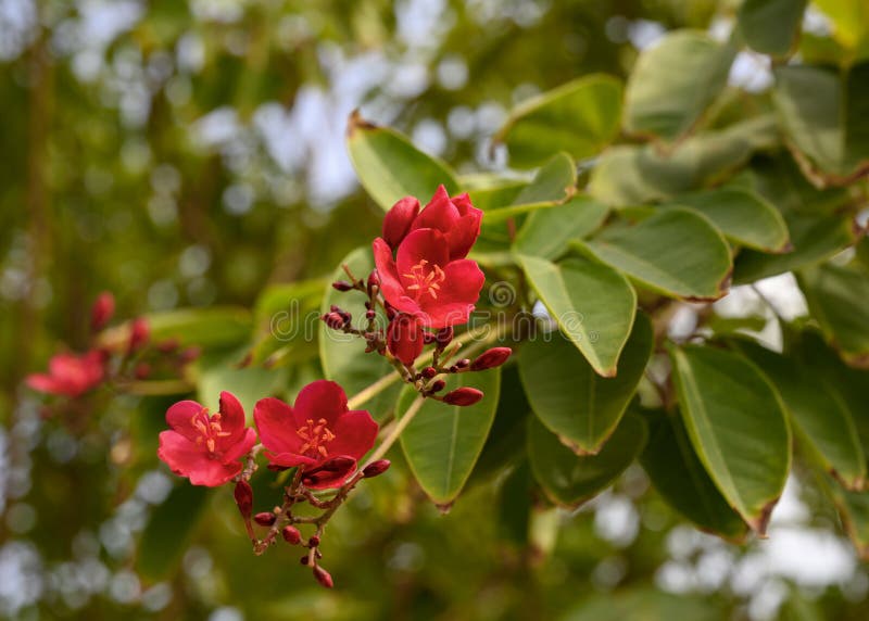 A Bright Red Tropical Shrub Flower on the Arabian Peninsula Stock Photo ...