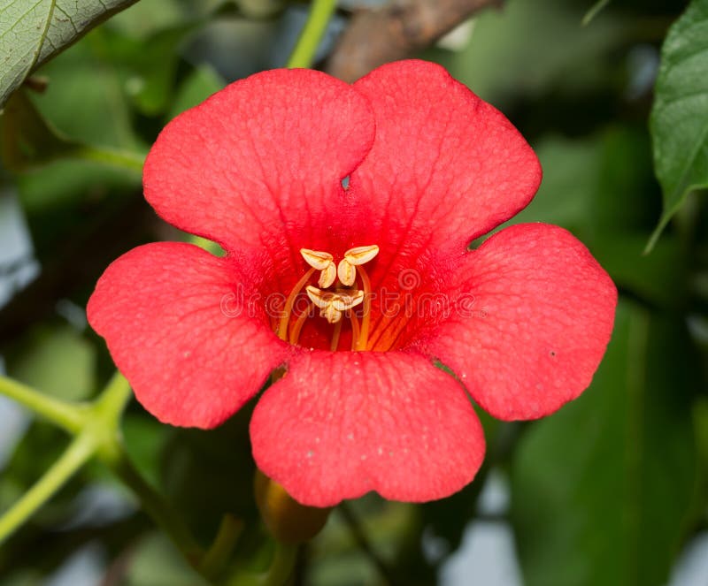 Bright Red Trumpet Creeper, Campsis Radicans, Stock Photo - Image of ...