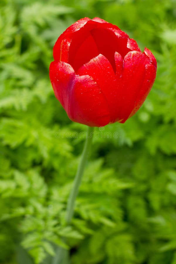 Bright red tulip stock image. Image of grass, flowers - 71677167