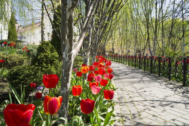 Bright Red Tulips Along the Walkway in the Park Stock Image - Image of ...