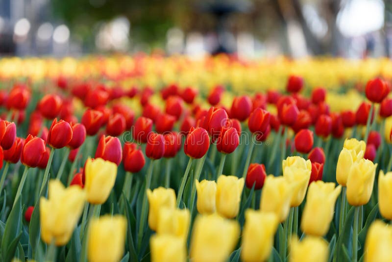 Bright Red Tulips and Yellow Tulips in Defocus Stock Image - Image of ...