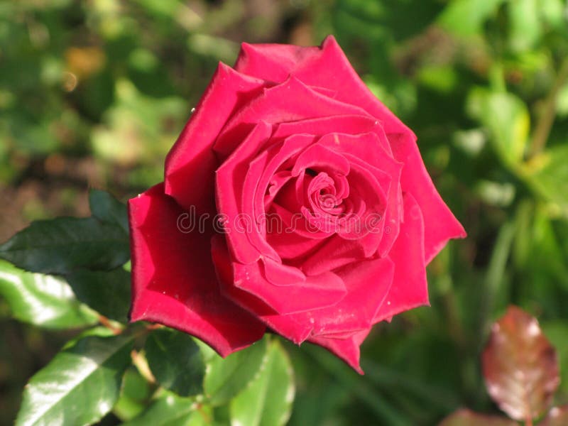 Bright red velvet rose stock image. Image of gift, shot - 78227941