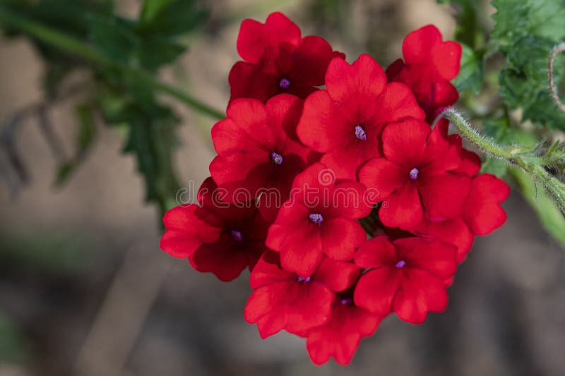 Bright Red Verbena Flowers stock image. Image of clear - 126568395