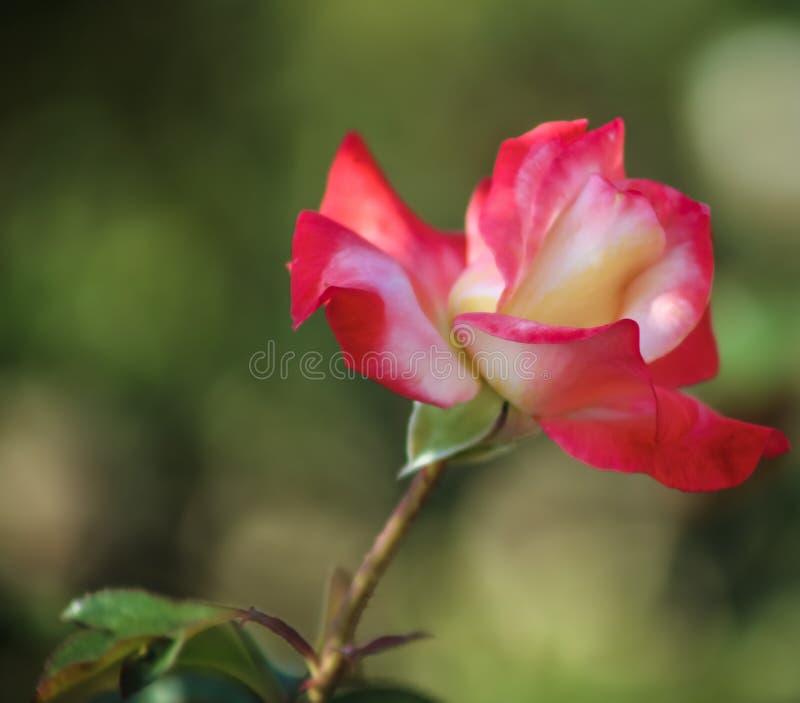 A Bright Red and White Tea Rose Bloom Stock Image - Image of single ...