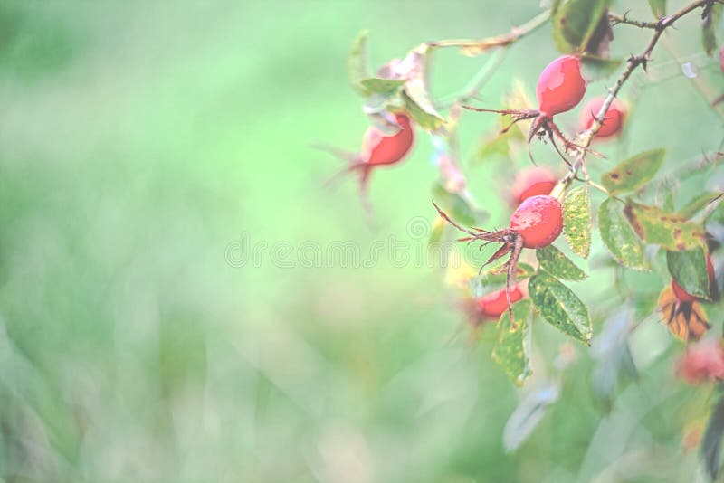 Bright red wild rose fruit stock photo. Image of food - 170747672