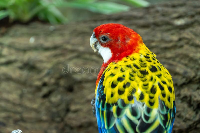A Bright Red and Yellow Eastern Rosella Platycercus Eximius Parrot Back ...