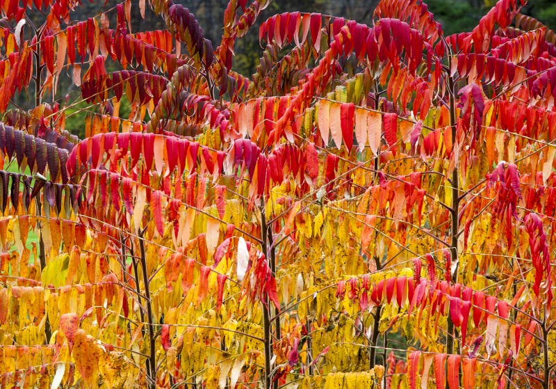 Bright Red and Yellow Sumac in Autumn Stock Image - Image of trees ...