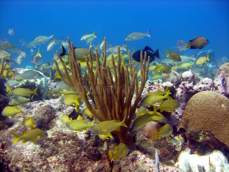 Colorful Fish in Coral Reef Stock Photo - Image of colorful, fish: 779860