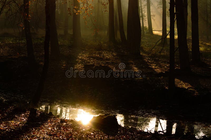 Bright Reflection of the Sun in a Forest Pool Stock Image - Image of ...